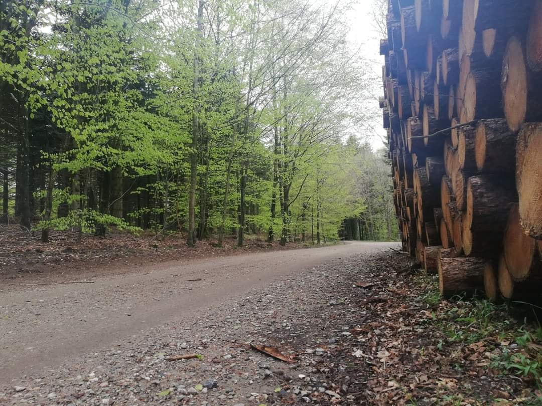 Jyske Ås 100 km 2025 - d. 21. juni 2025. Et Ultraløb i Jyske Ås