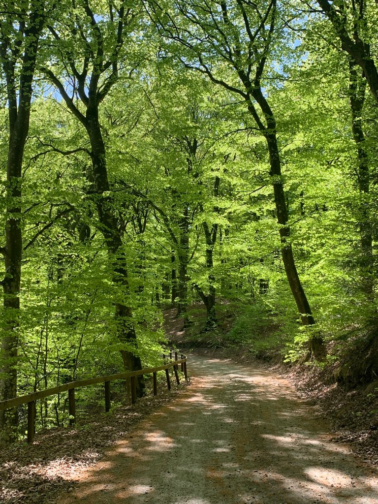 Rebildløbet 2026 - d. 13. juni 2026. Et Trailløb og Vandre-event i Rold ...